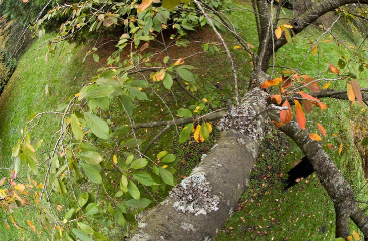 SHFT | Read | Laurel Schultz: Arboreality