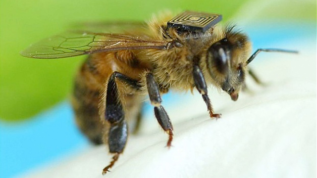 SHFT | Read | Mapping Bee Movements with Tiny Backpack Sensors