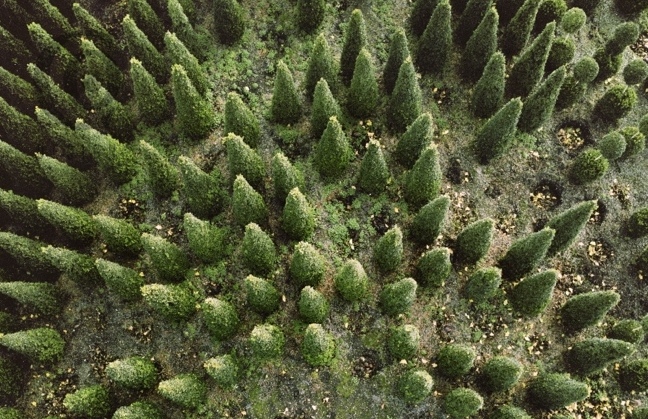 SHFT | Read | Aerial Trees Make Abstract Art