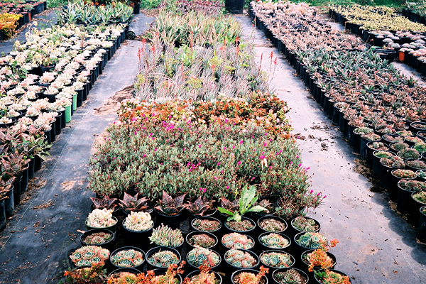 SHFT | Read | Sowing Seeds with Scott Sant’Angelo